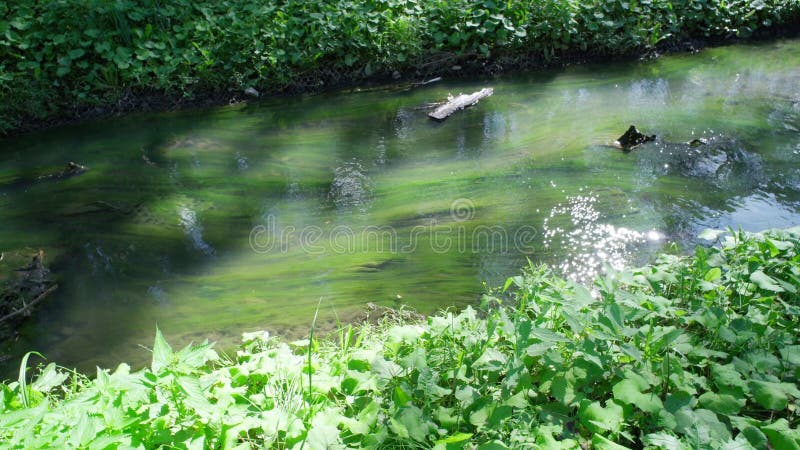 Small Stream with Mud in Summer. Dirty, Muddy Water Flows Stock Footage ...