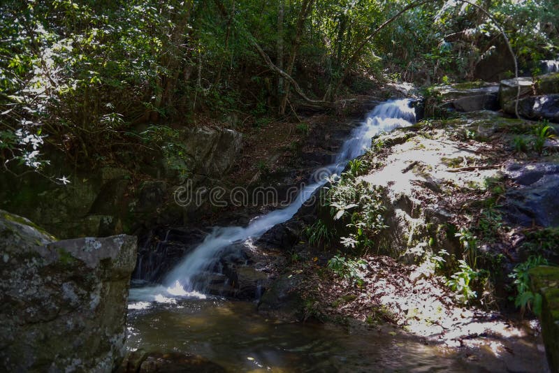Small Stream in the Rainforest. it Makes Up those Small but Very ...