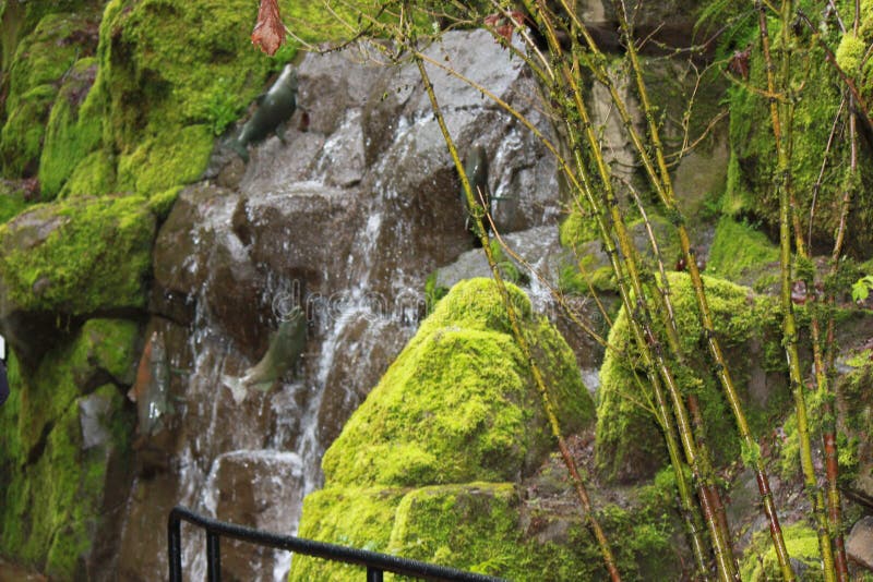 Little stream water fall stock photo. Image of stream - 145168946