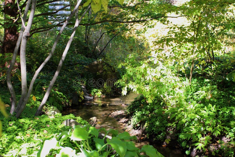 A Small Stream Running through a Forest with Strong Sunlight Streaming ...