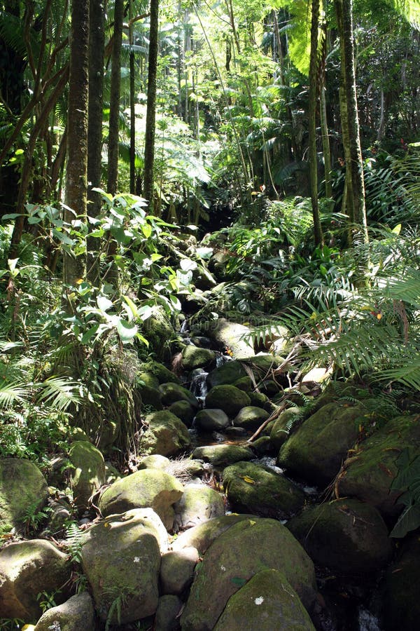 A Small Stream Running through a Rocky Streambed in a Rainforest in ...
