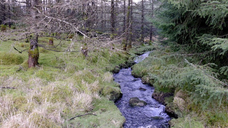 A Small Stream Runs through a Forest, Cutting through the Lush Green ...