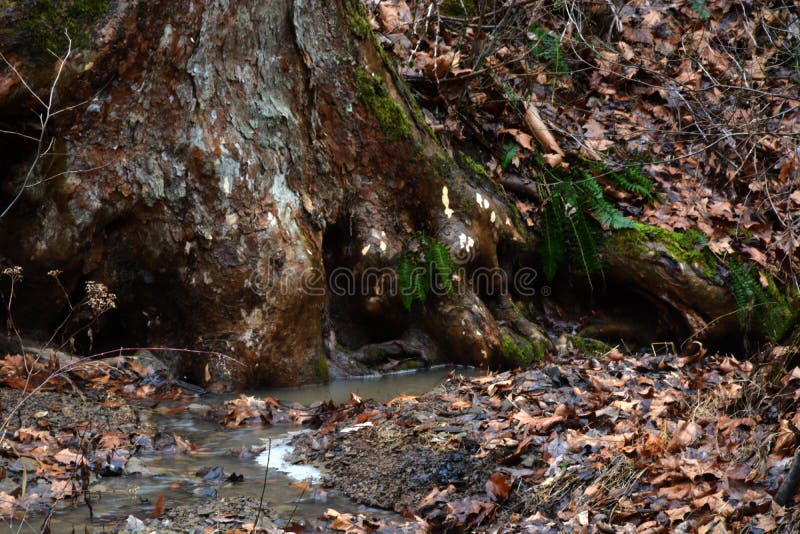 Small Stream Running Past Tree Stock Photo - Image of holes, stump ...