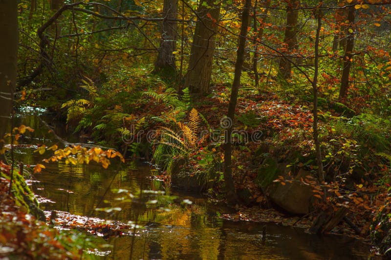 A Small Stream Slowly Running through a Dark Forest with Dense ...