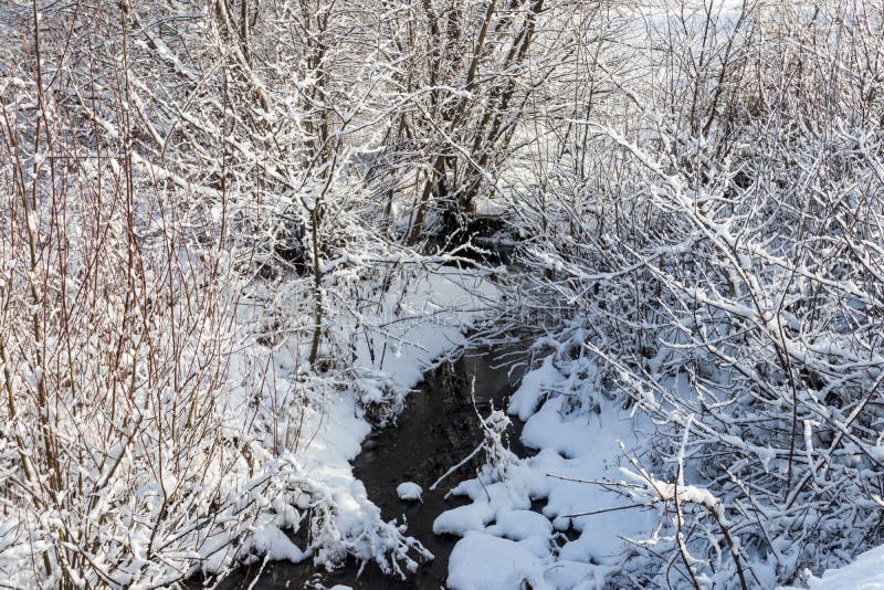 Small Stream in Snowy Forest Stock Photo - Image of branch, cold: 154380264