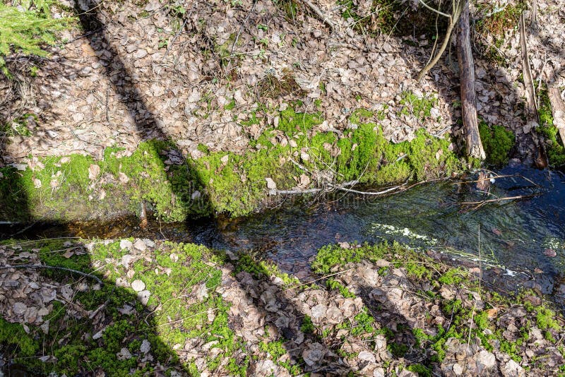 Small Stream in the Spring Forest Stock Image - Image of spring ...