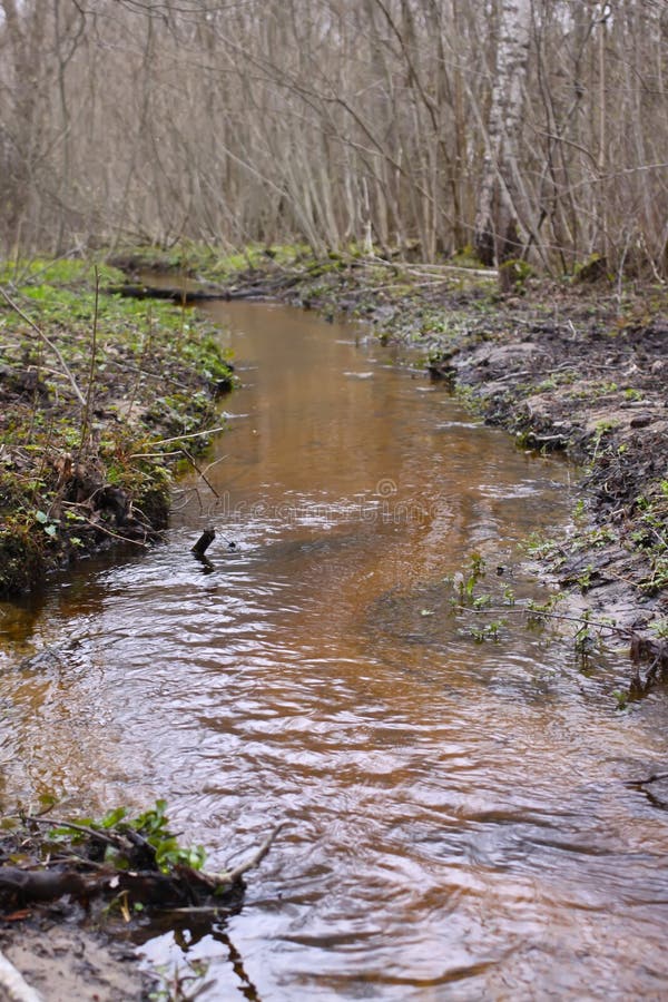 Small Stream In The Spring Forest. Stock Image - Image of background ...