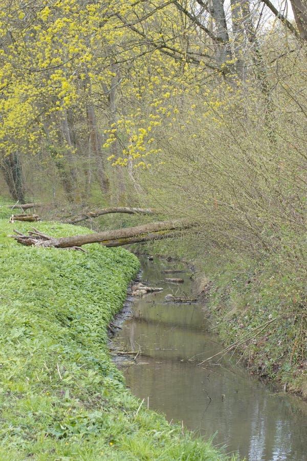 Small stream in spring stock image. Image of woodland - 374777535