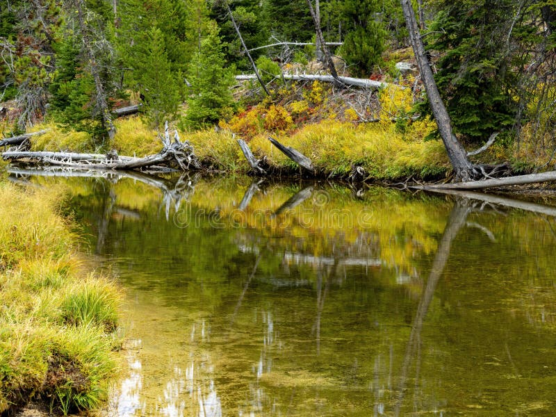 Small Stream with Still Water Reflection of Forest Banks Stock Image ...