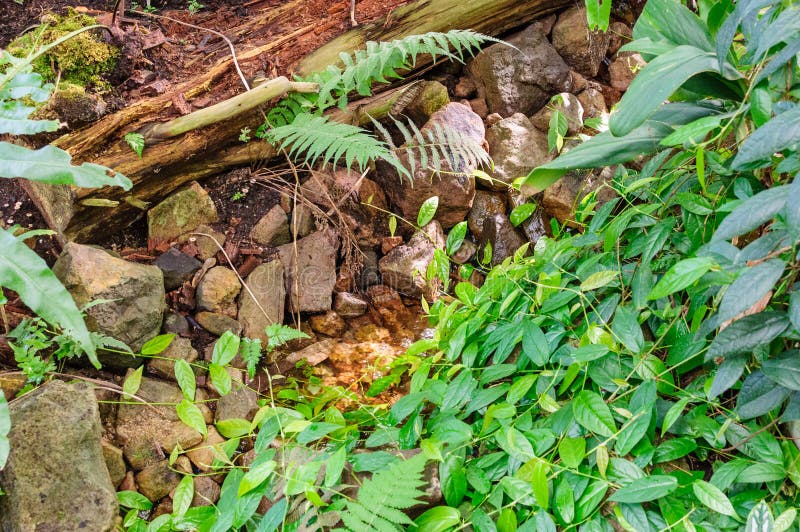 Small Stream between Stones and Green Grass and Fern Stock Photo ...
