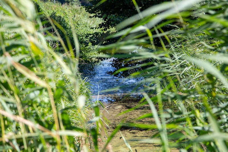 A Small Stream Surrounded by Grass and Trees Stock Photo - Image of ...