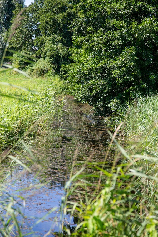 A Small Stream Surrounded by Grass and Trees Stock Image - Image of ...