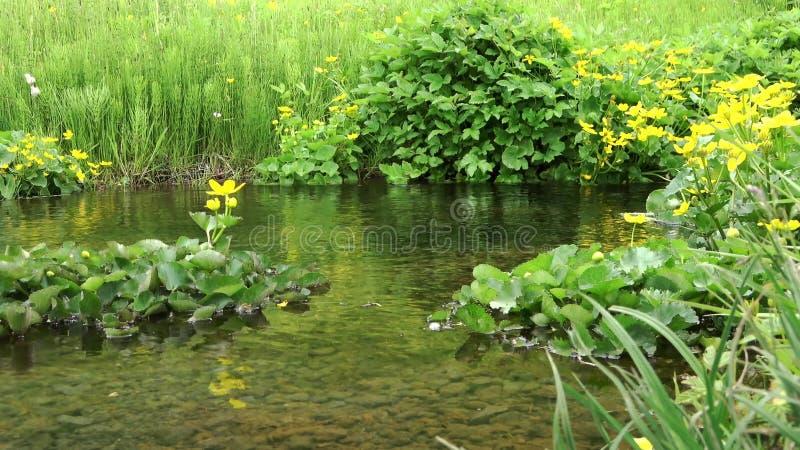 A Small Stream in a Typical Icelandic Landscape with Some Greenery ...