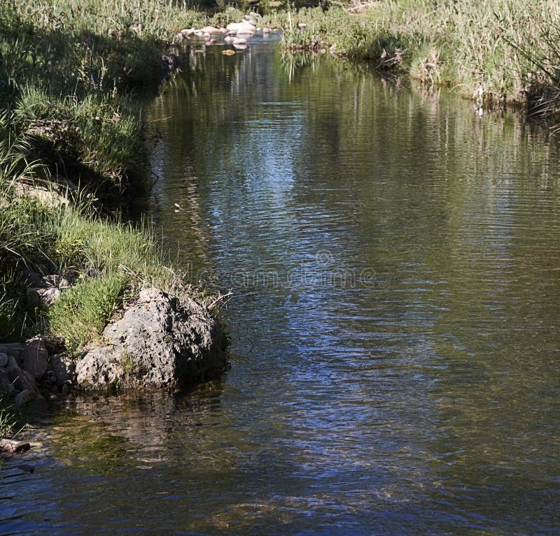 Small Stream among the Vegetation Stock Image - Image of maintainable ...