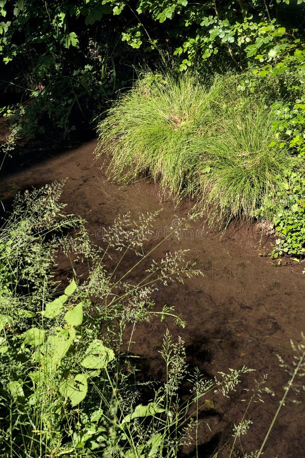 Small Stream of Water Bordered by Grass and Plants in a Forest on a ...