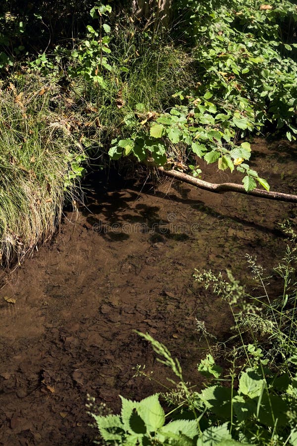 Small Stream of Water Bordered by Grass and Plants in a Forest on a ...