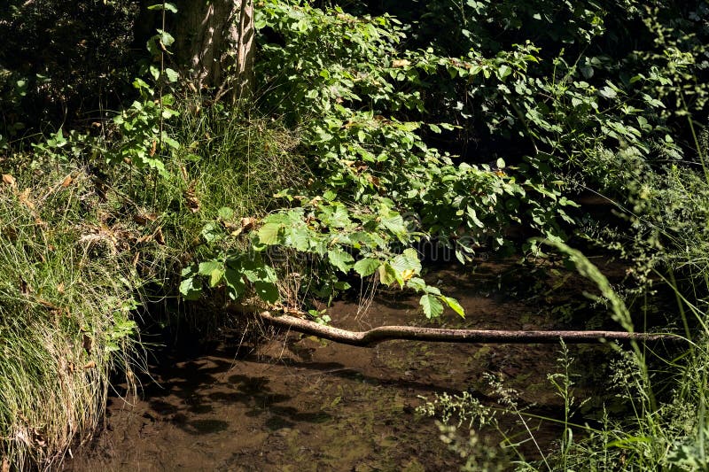 Small Stream of Water Bordered by Grass and Plants in a Forest on a ...