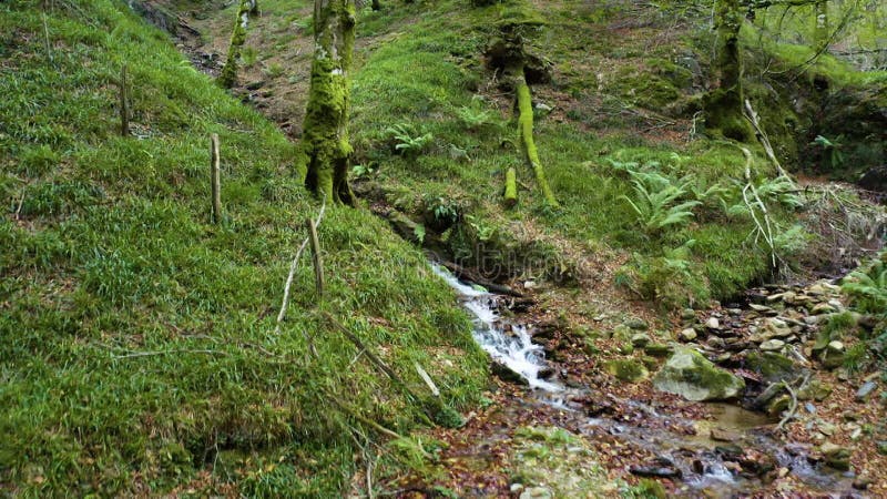 Drone Recording of an Alpine Stream in the Forests of the Selva De ...
