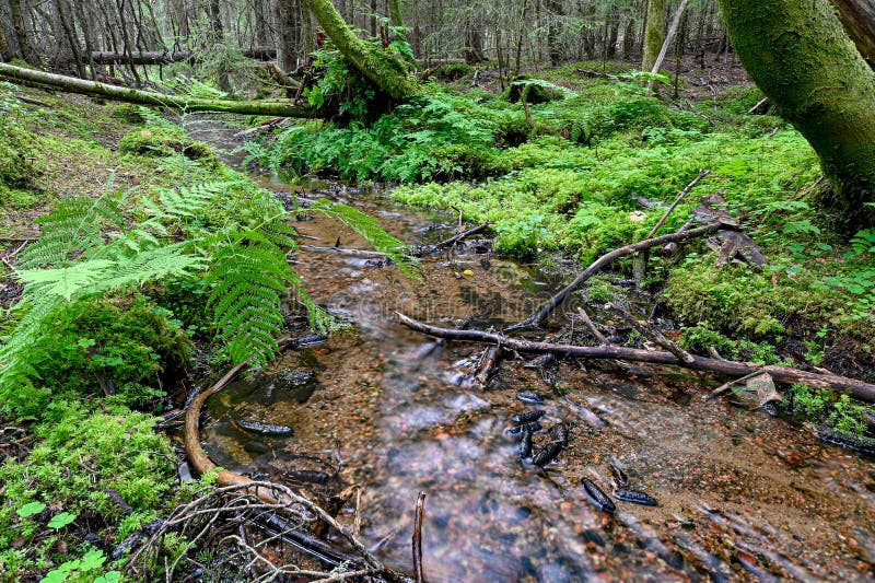 Small Stream of Water Running Under Green Fern Stock Photo - Image of ...