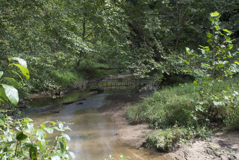 Small stream in the woods stock photo. Image of greenery - 12484720
