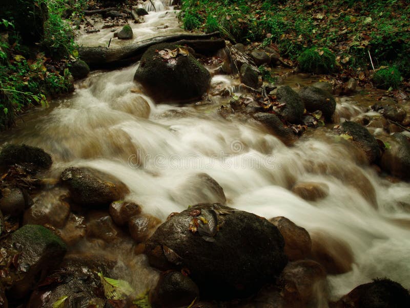 Small stream in the woods stock photo. Image of greenery - 12484720
