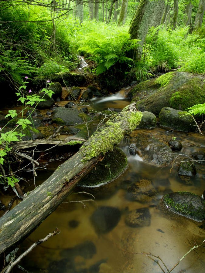 Small stream in the woods stock image. Image of streaming - 12484701