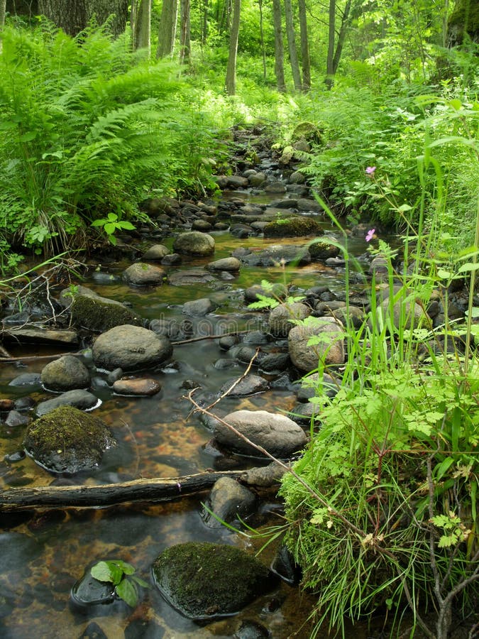 Small stream in the woods stock image. Image of plant - 12484757