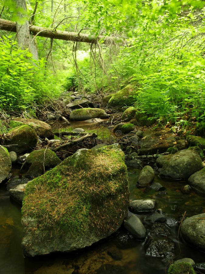 Small stream in the woods stock photo. Image of greenery - 12484720