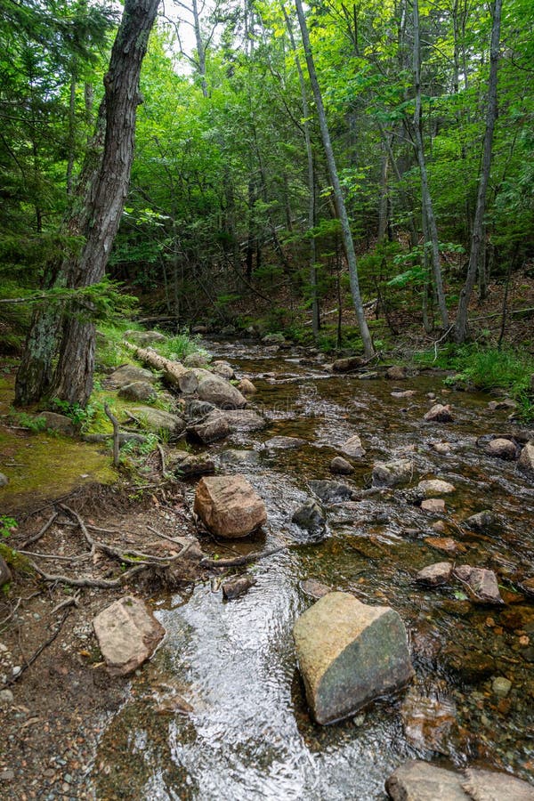Small stream in the woods stock image. Image of picturesque - 192803701