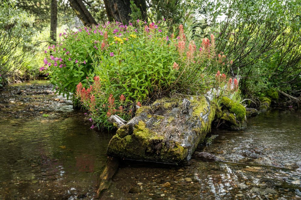 Small Stream Wraps Around a Flower Covered Bend Stock Image - Image of ...