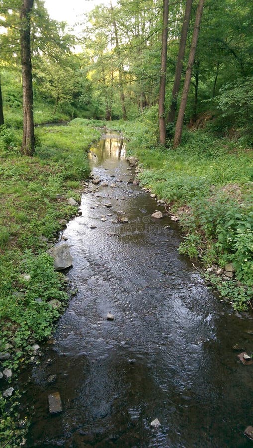 Small Streaming River in the Wood Stock Photo - Image of wood ...