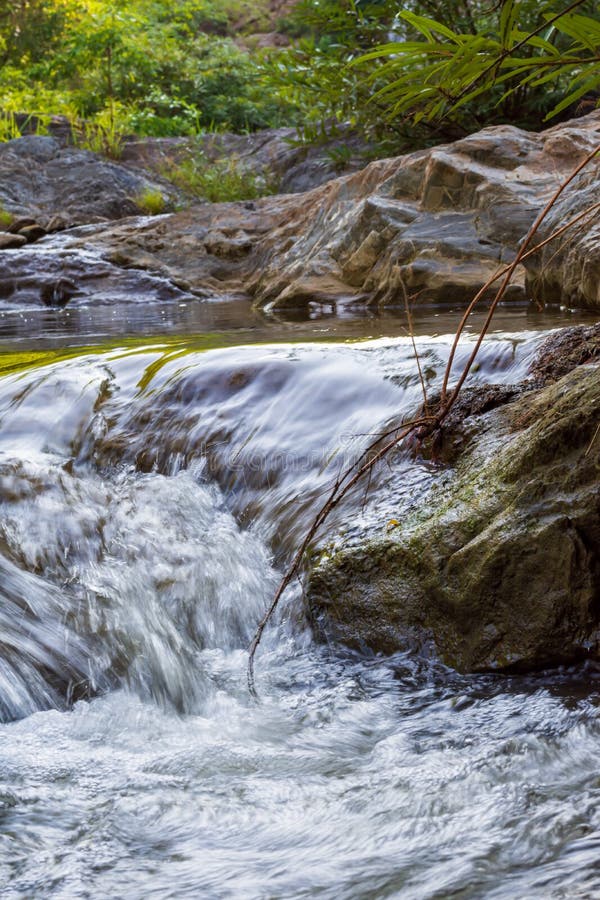 Small Streams in the Jungle in Summer Stock Photo - Image of green ...