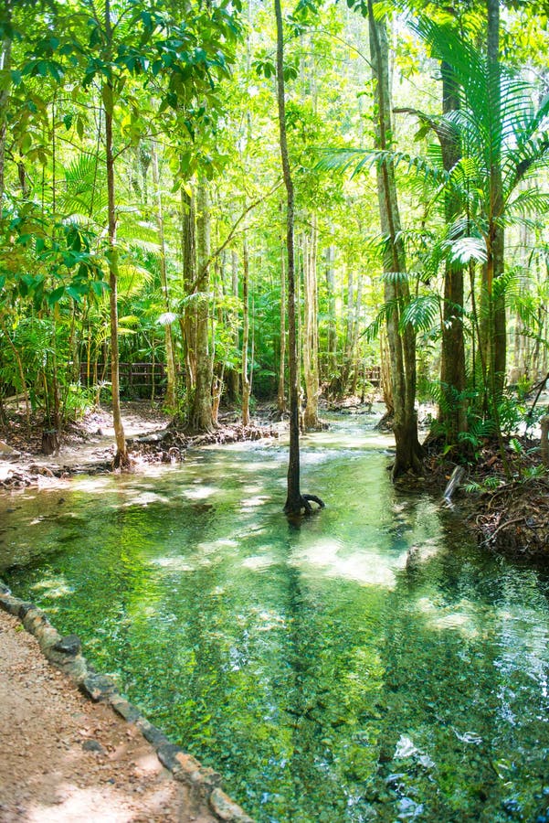 Small Streams in the Rainforest Stock Photo - Image of forest, small ...
