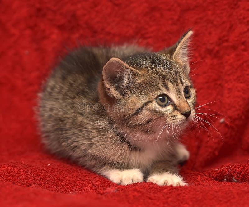 Small Striped Frightened Kitten Stock Photo - Image of funny, look ...