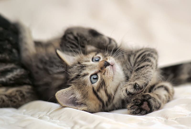 Small striped kitten stock photo. Image of coon, baby - 40252378