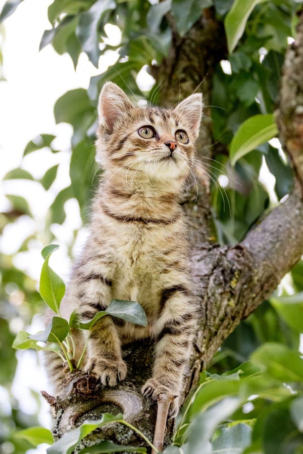 Small Striped Kitten with an Inquisitive Look at the Tree Stock Photo ...