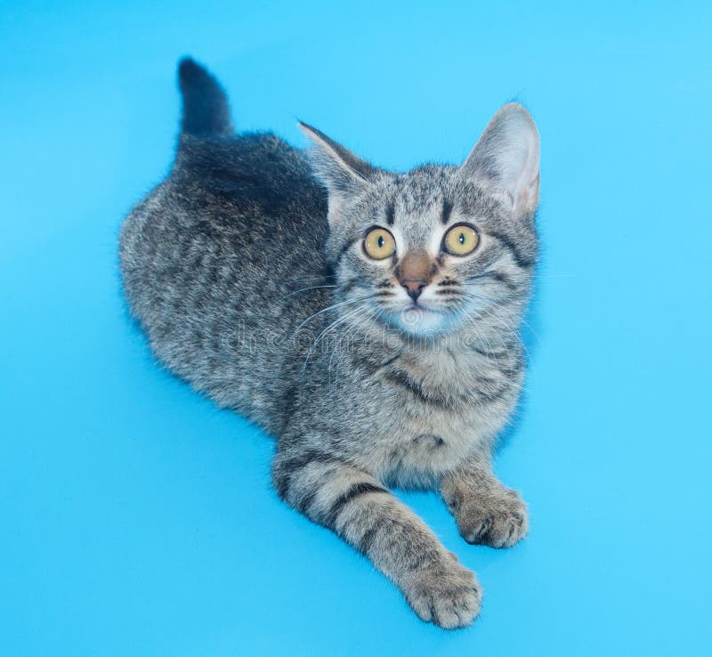 Small striped kitten lying stock photo. Image of striped - 38937462