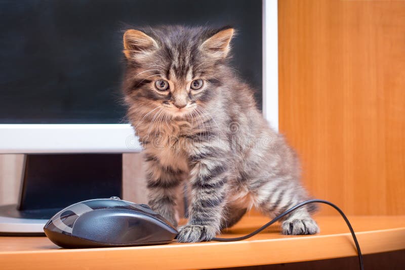 Small Striped Kitten Near a Computer Mouse. Computer Officer_ Stock ...