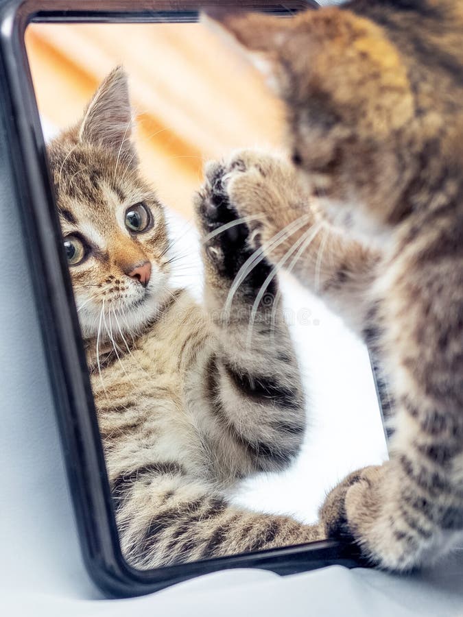 A Small Striped Kitten Plays with Its Reflection in the Mirror Stock ...