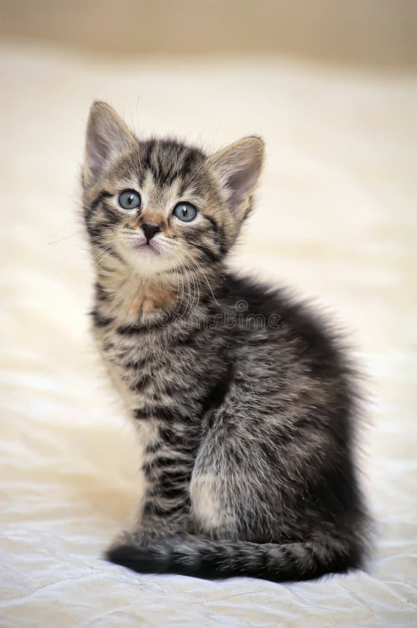 Cute kitten stock image. Image of kitten, white, domestic - 15088243
