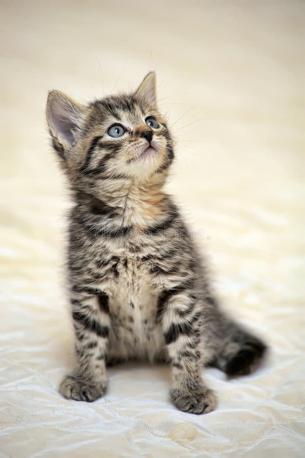 Kitten in flowers. stock image. Image of young, inquisitive - 13883463