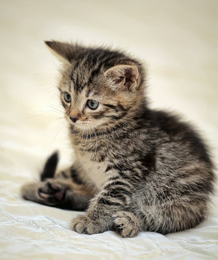 Small Striped Kitten Sitting Stock Image - Image of domesticated, furry ...