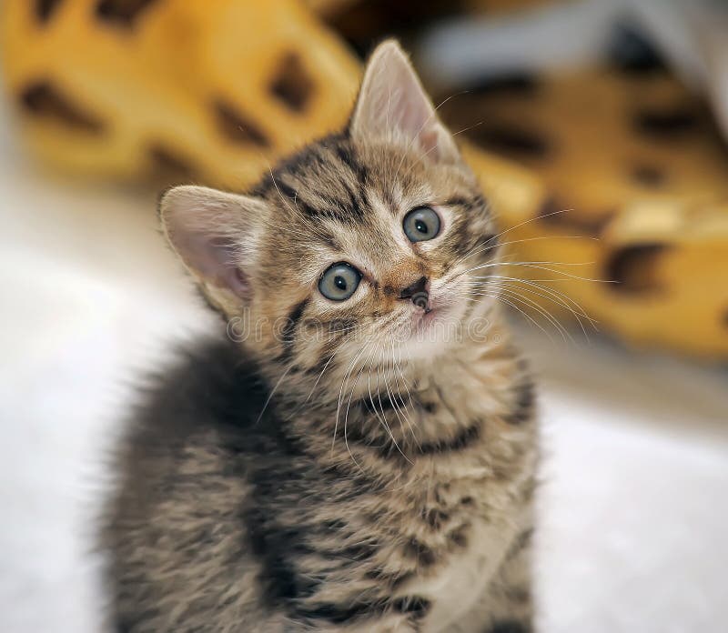 Small Striped Kitten Sitting Stock Image - Image of laying, grey: 40255557
