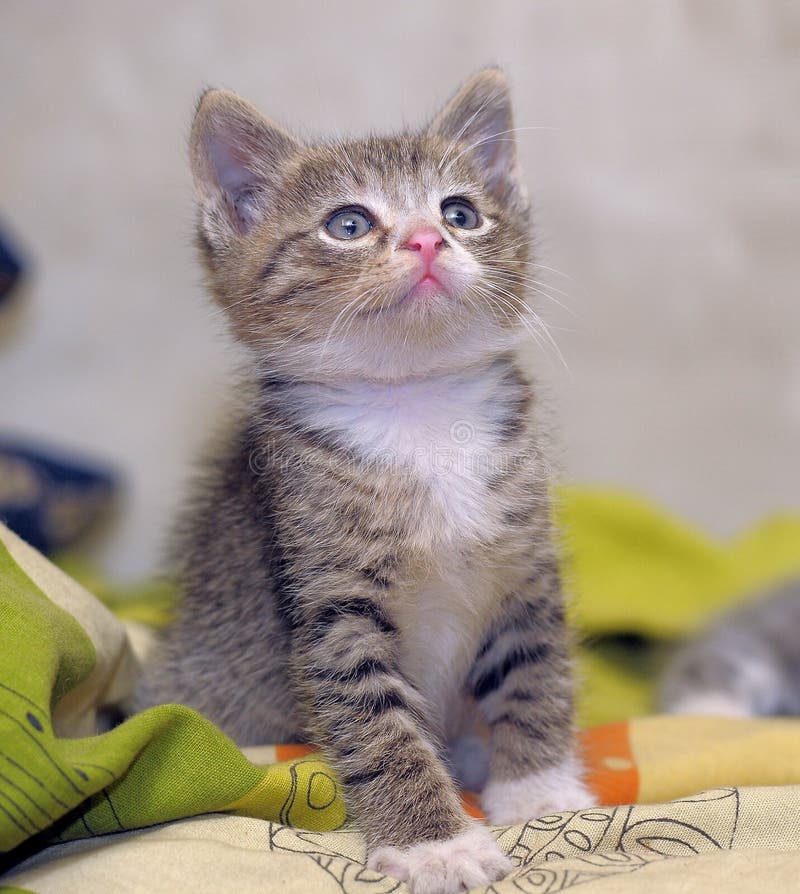 Small Striped Kitten Sitting Stock Image - Image of adorable, indoor ...