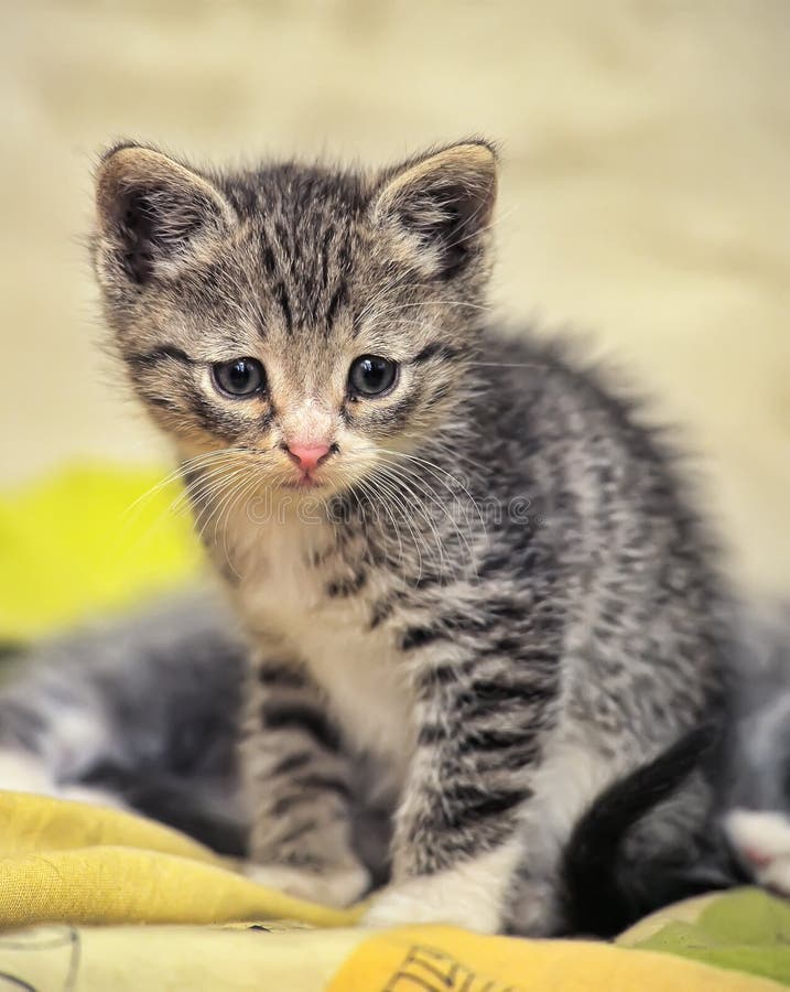 Small Striped Kitten Sitting Stock Photo - Image of blue, adorable ...