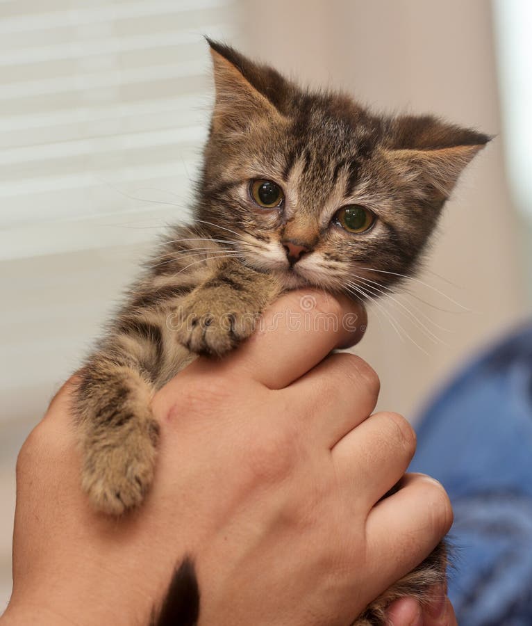 Small striped kitten stock photo. Image of hand, hold - 96507148