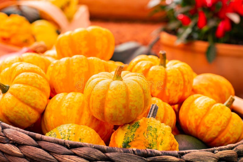 Small Striped Pumpkins. Decorative Dwarf Orange Pumpkins, Close-up ...