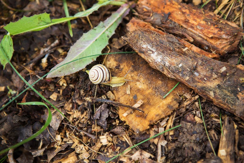 Small Striped Snail Creeps through the Tree Trunk Stock Image - Image ...