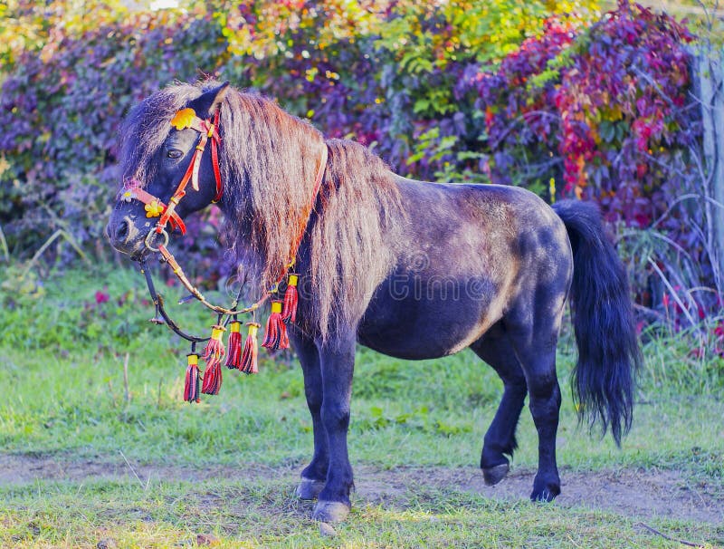 Small Strong Black Pony with a Long Mane and Red Bridle Standing on the ...