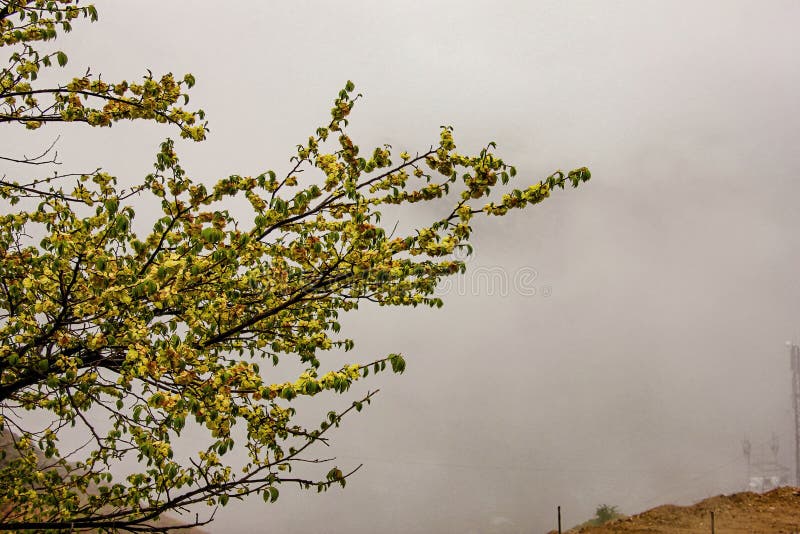 Small but Strong Pine Tree Growing on a Rock Stock Photo - Image of ...